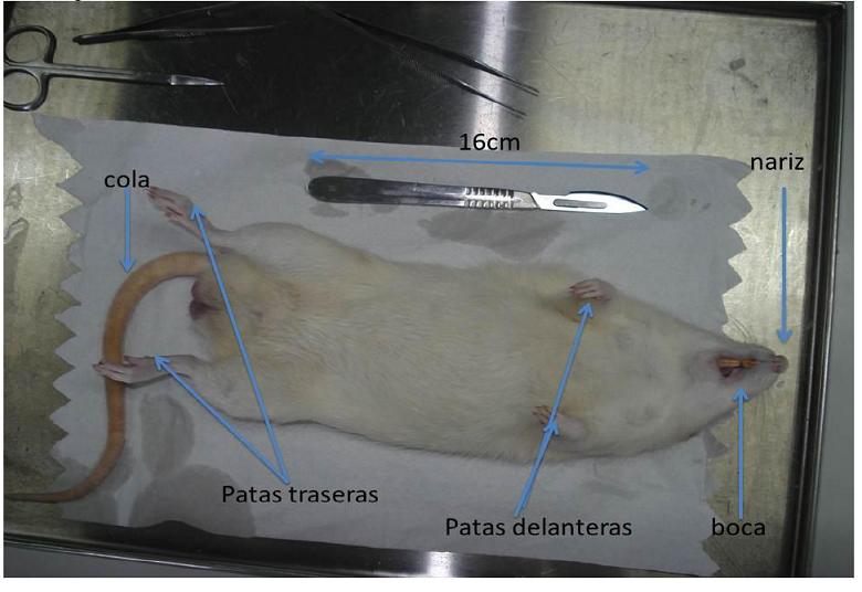 Blog de la Carrera de biologia Universidad Favaloro: Laboratorio de ...