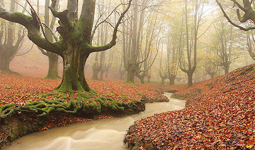 The Presurfer: 11 Real-World Forests That Look Like They're Straight ...