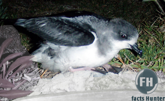 Bird's Lifestyle: Bermuda Petrel - National Bird of Bermuda