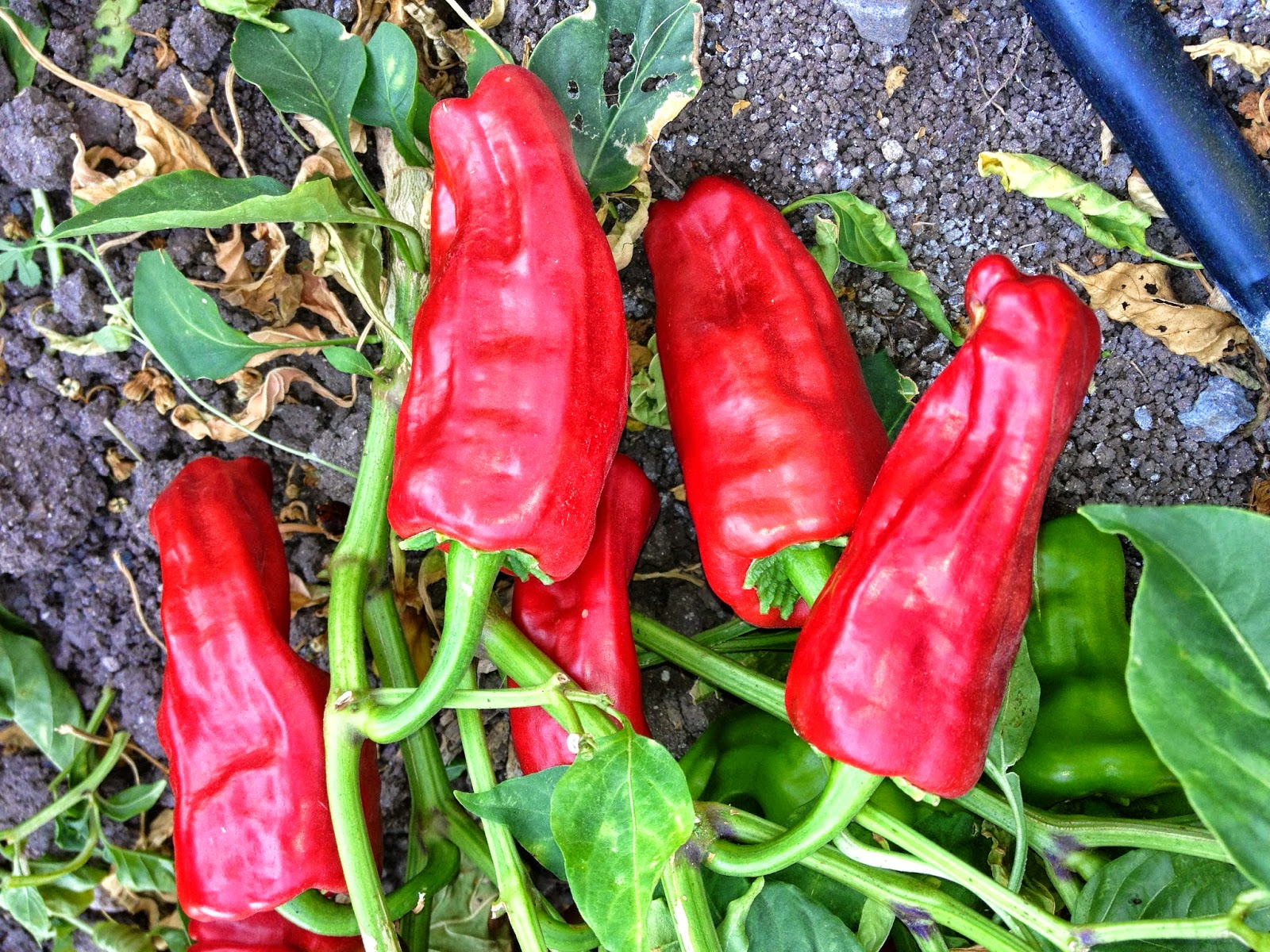 Tarım Siteniz: Pul Biberin Yapılışı