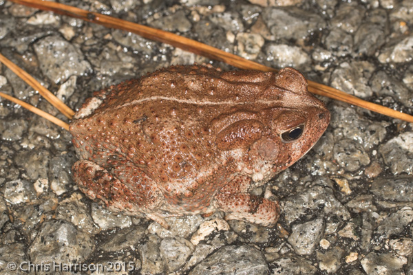 Frog Blog: Dwarf American ToadAnaxyrus americanus charlesmithi