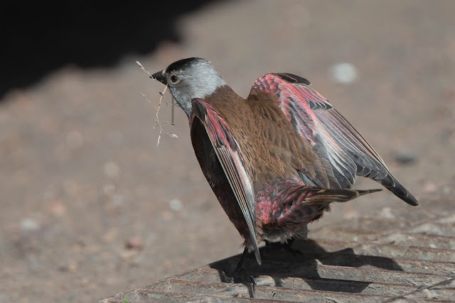 Alaska - 1st June (Day 5) | Focusing on Wildlife