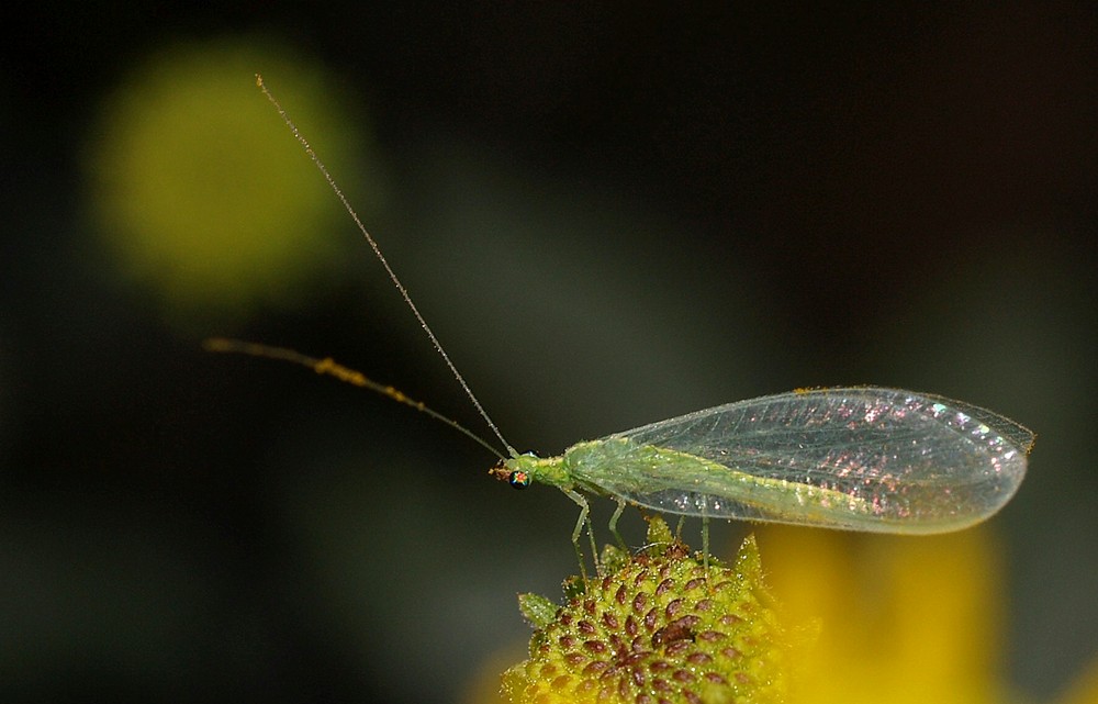 Arizona: Beetles, Bugs, Birds and more: Net-winged Insects and the ...