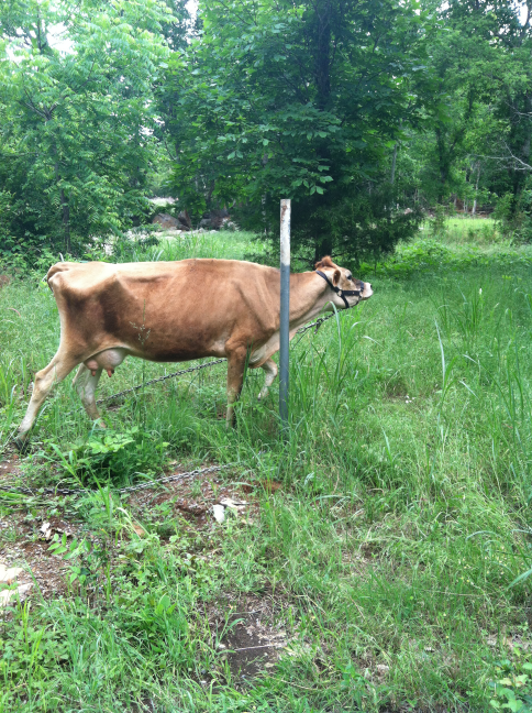 Homestead Catholic: To Tether a Cow