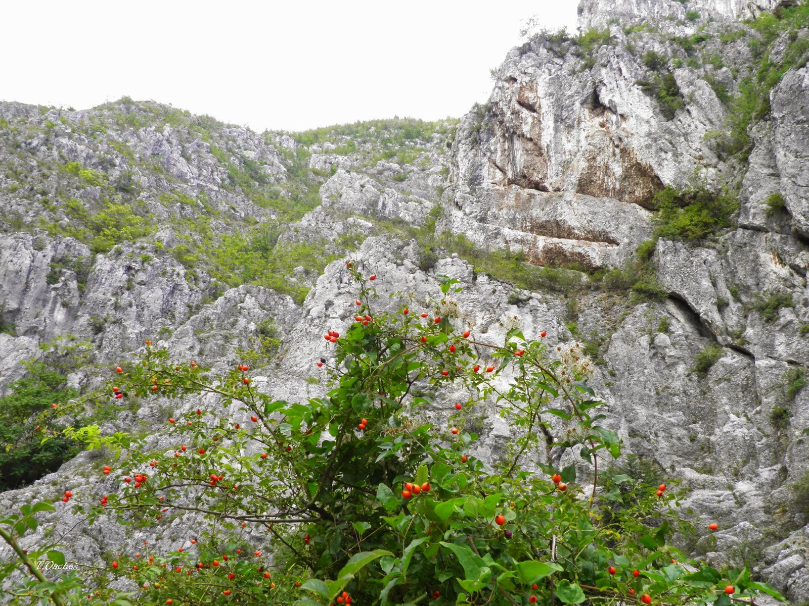 PASARI DIN ROMANIA: LASTUN DE STANCA, Ptyonoprogne rupestris