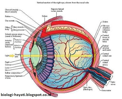 Pengertian, Anatomi dan Fisiologi pada Indera Penglihatan