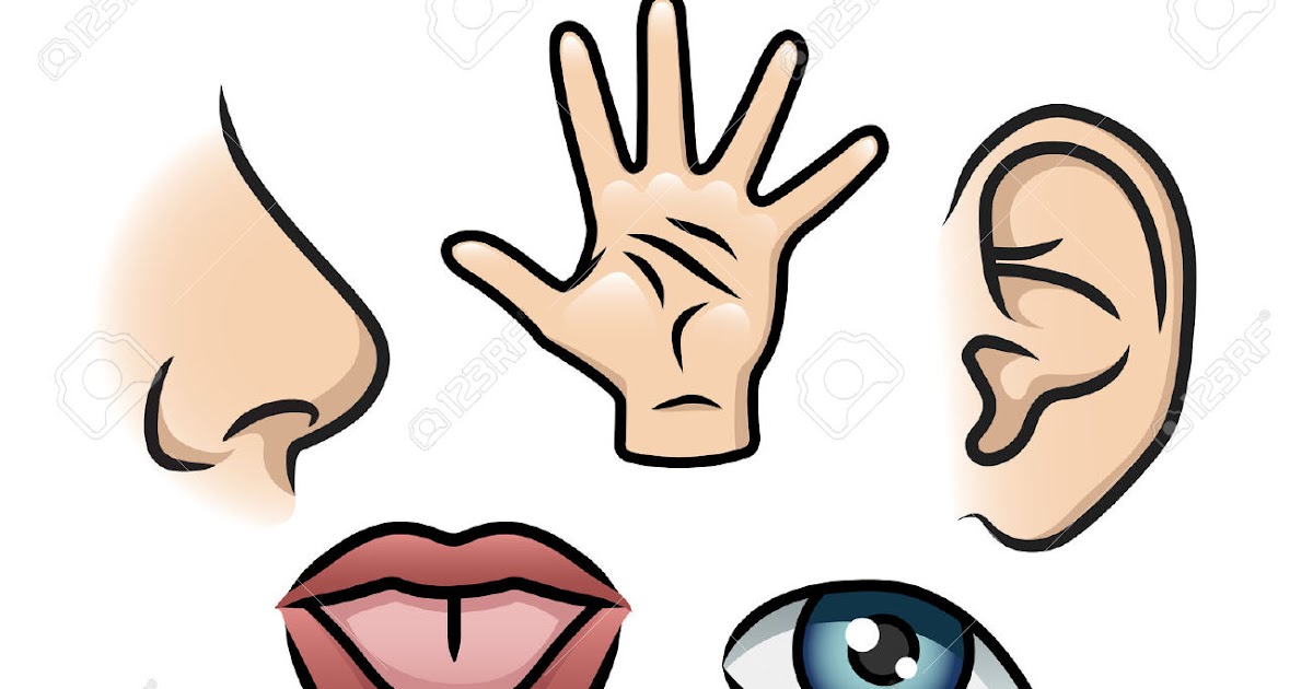 Los 5 sentidos: Los 5 sentidos