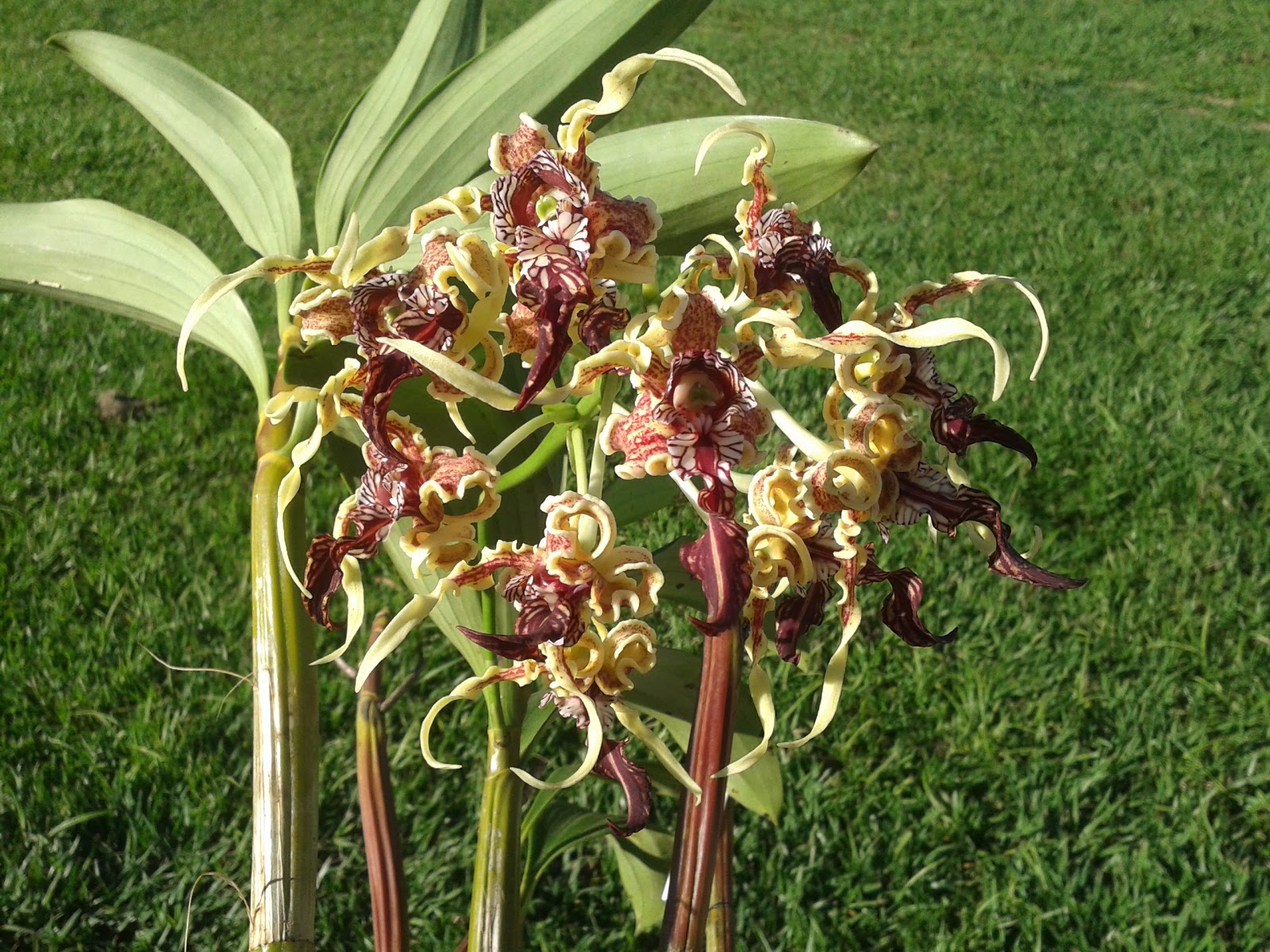 ORQUIDEAS: Dendrobium spectabile