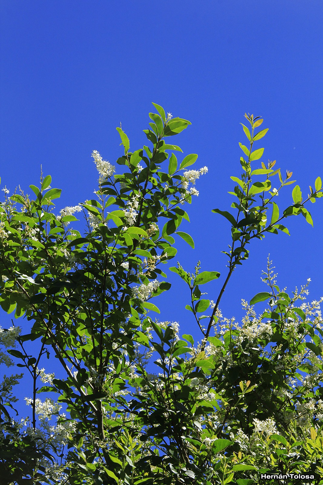 Flora Bonaerense: Ligustrina (Ligustrum sinense)