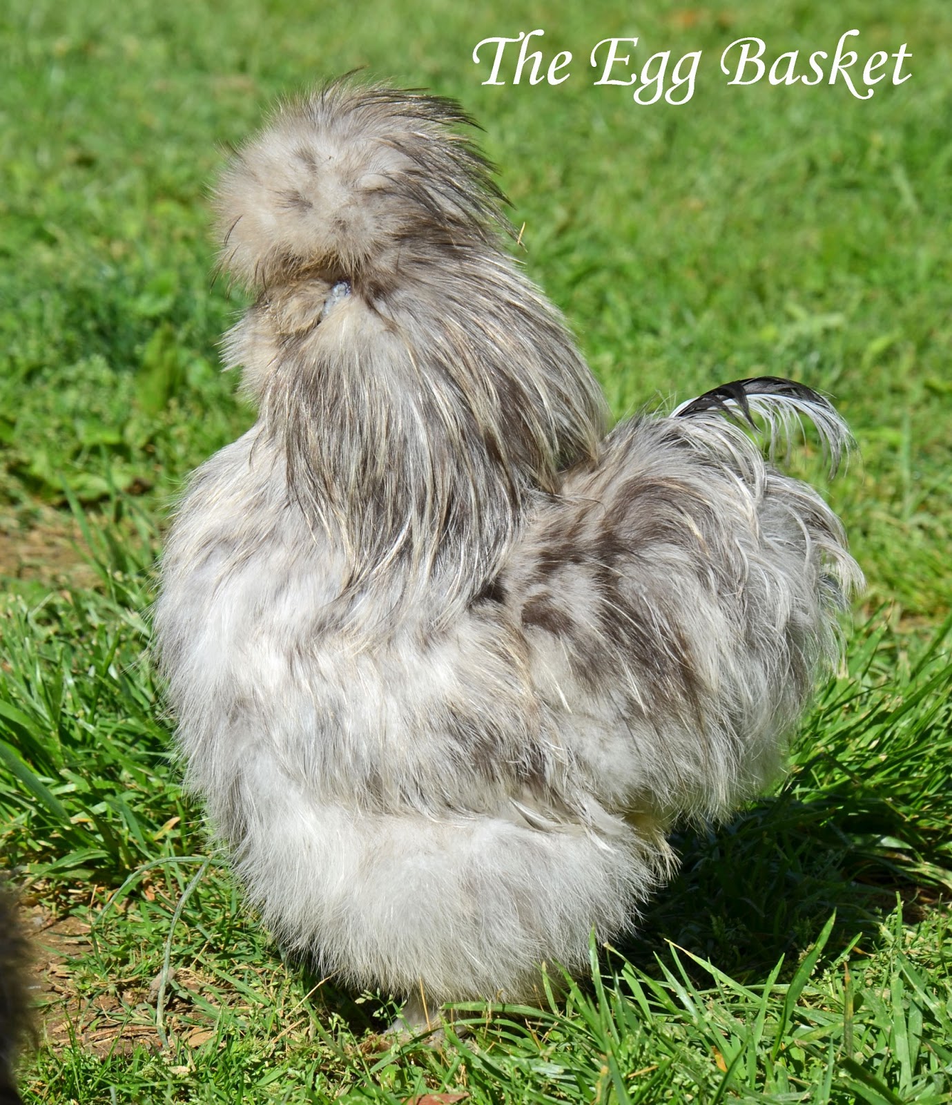 Splash Silkie