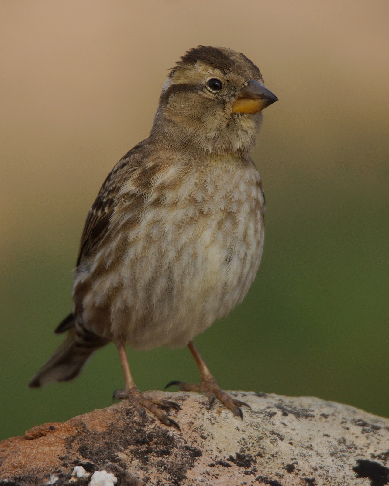 Pasión por las aves: Gorrión chillón,(Petronia petronia)