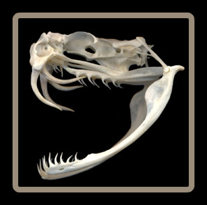 Magical Gains: Making myths real II -Going dental