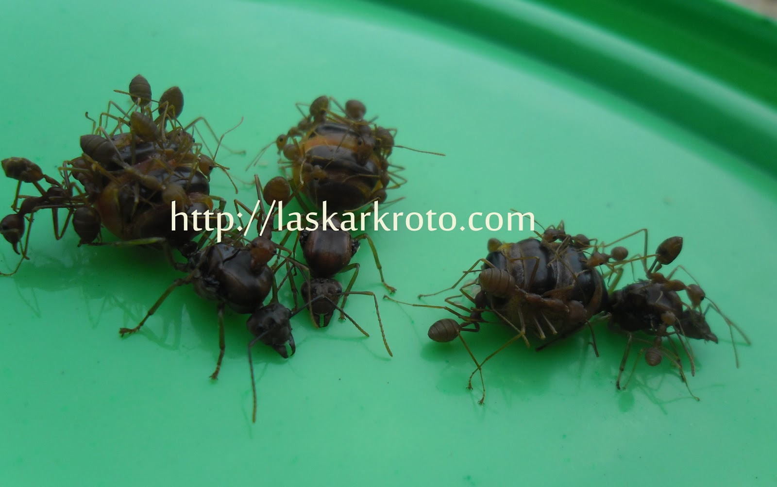 Republik Kroto | ternak kroto | budidaya semut rangrang di toples