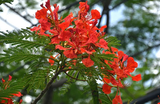 Gambar Bunga Flamboyan - Andira Gambar