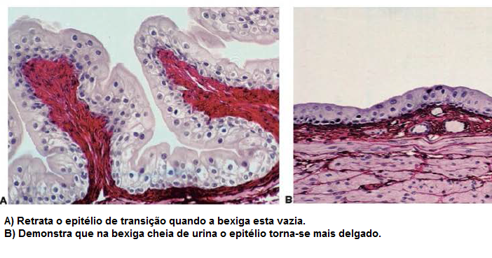 Bexiga e vias urinárias | Atlas de Histologia - MED UESB