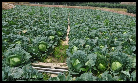 mrkumai.blogspot.com: Kebun Kubis Bulat di Cameron Highlands
