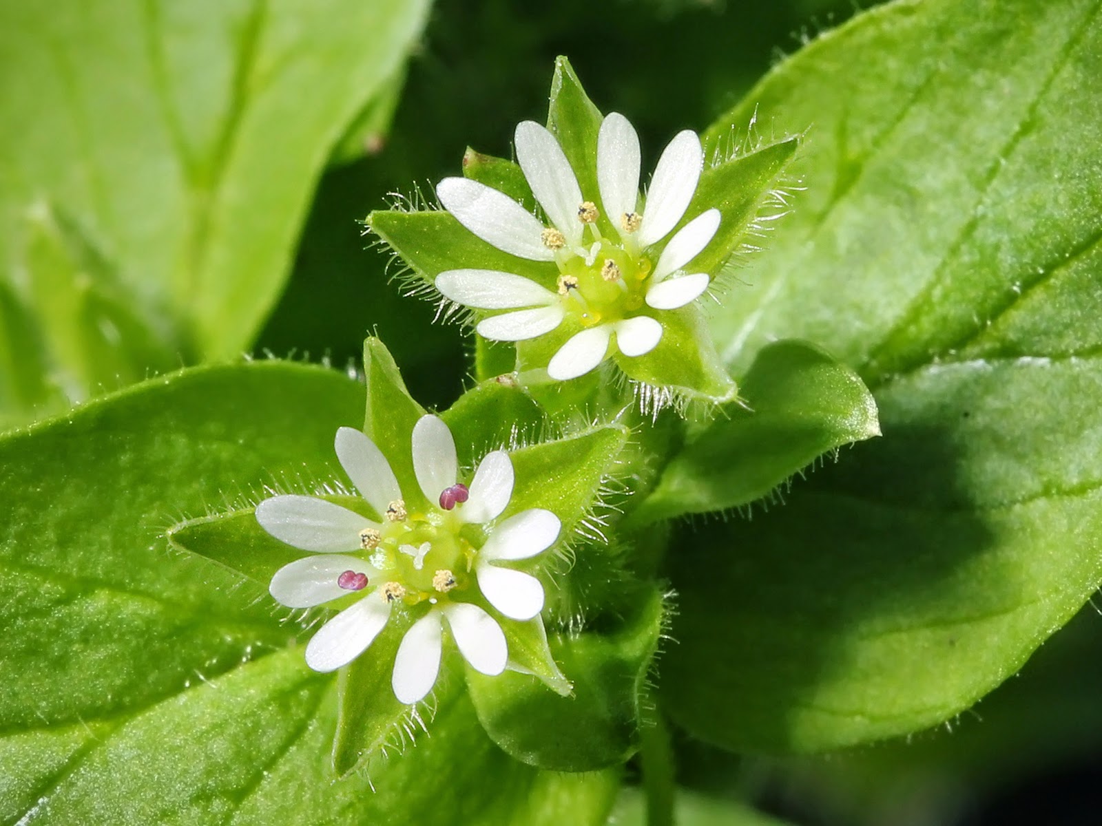 Chickweed Tea Benefits ~ Healthy Tea 101