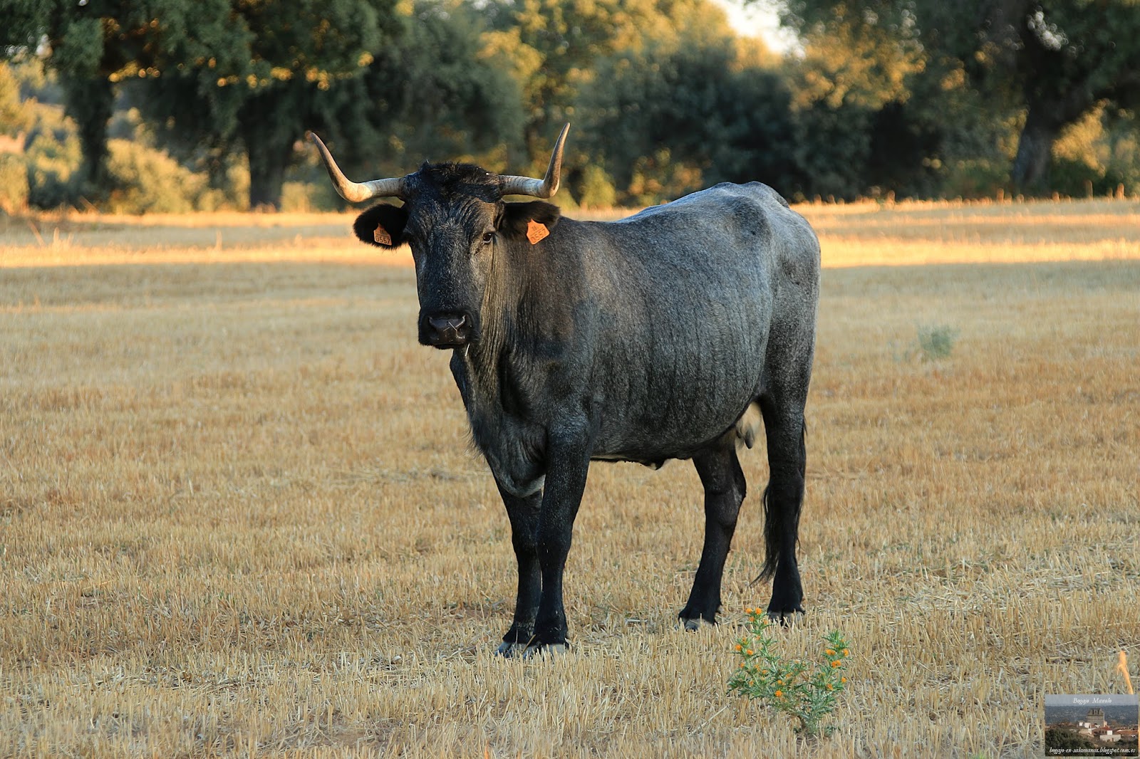 BOGAJO Salamanca: Vacas canas moruchas de Bogajo Salamanca