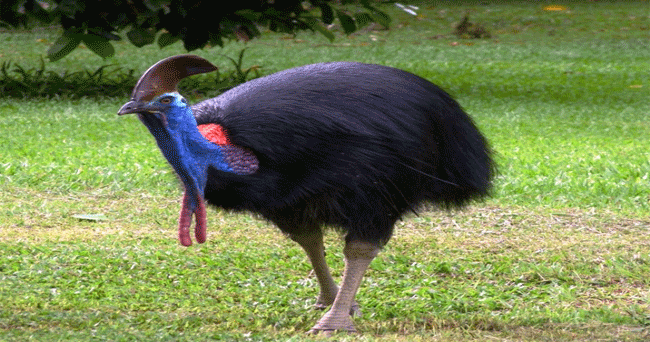 Gokil 45+ Apa Keistimewaan Burung Kasuari