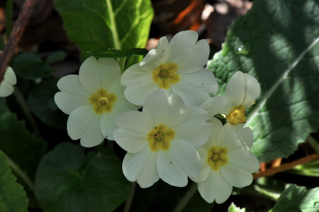 Desde Alájar: Primavera