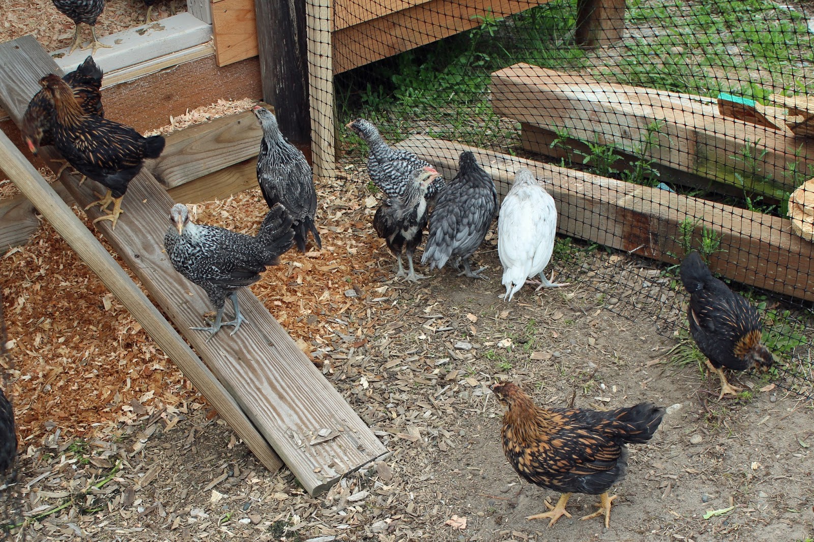 Nurturing A Simple Life