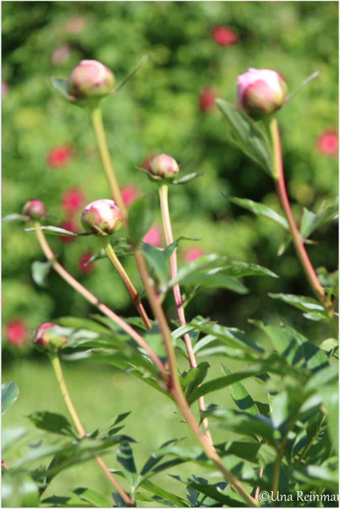 Hallatar-blogi : Pionit nuo armaat pallerot!