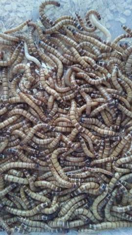 Chick-a-Doodles or J&D Farm: Superworm Farm