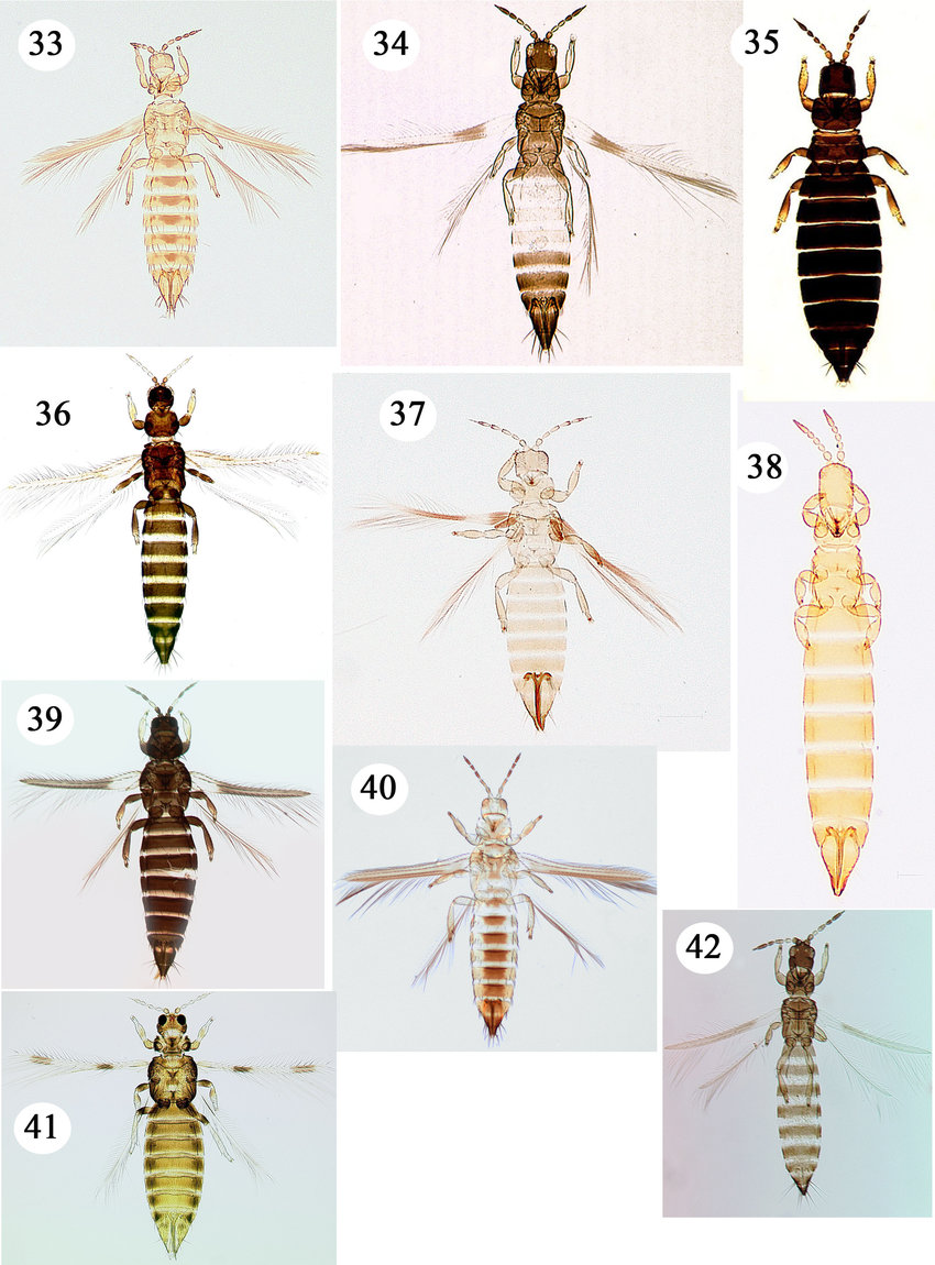 INSECTOS DE P.R. In Memoriam Dr Luis F Martorell y Dr Alain Liogier ,DR ...