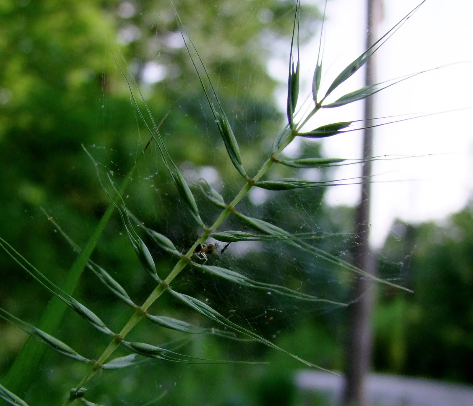 clay and limestone: Wildflower Wednesday: Bottlebrush Grass