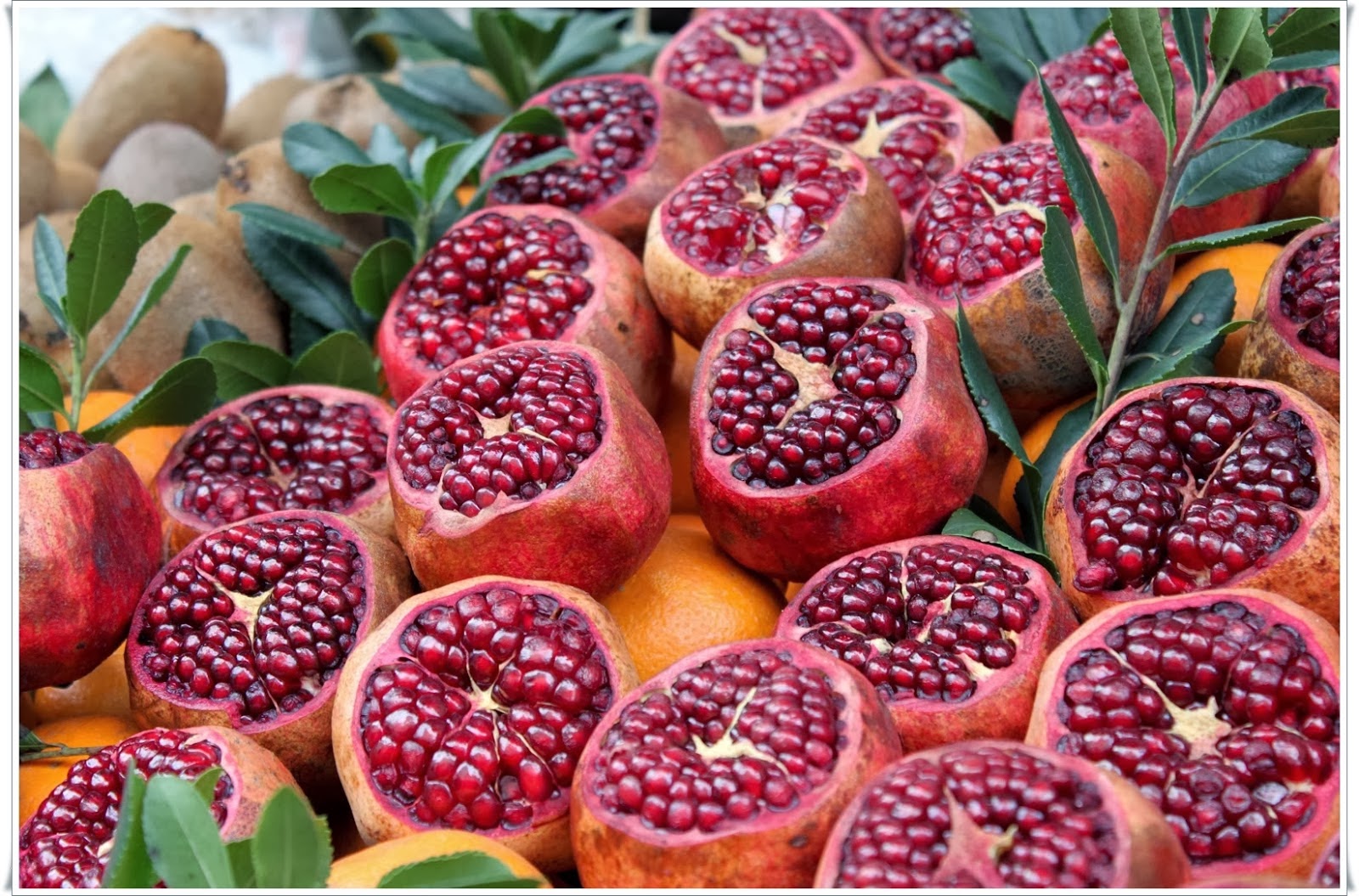 Nar ( Morski Šipak )