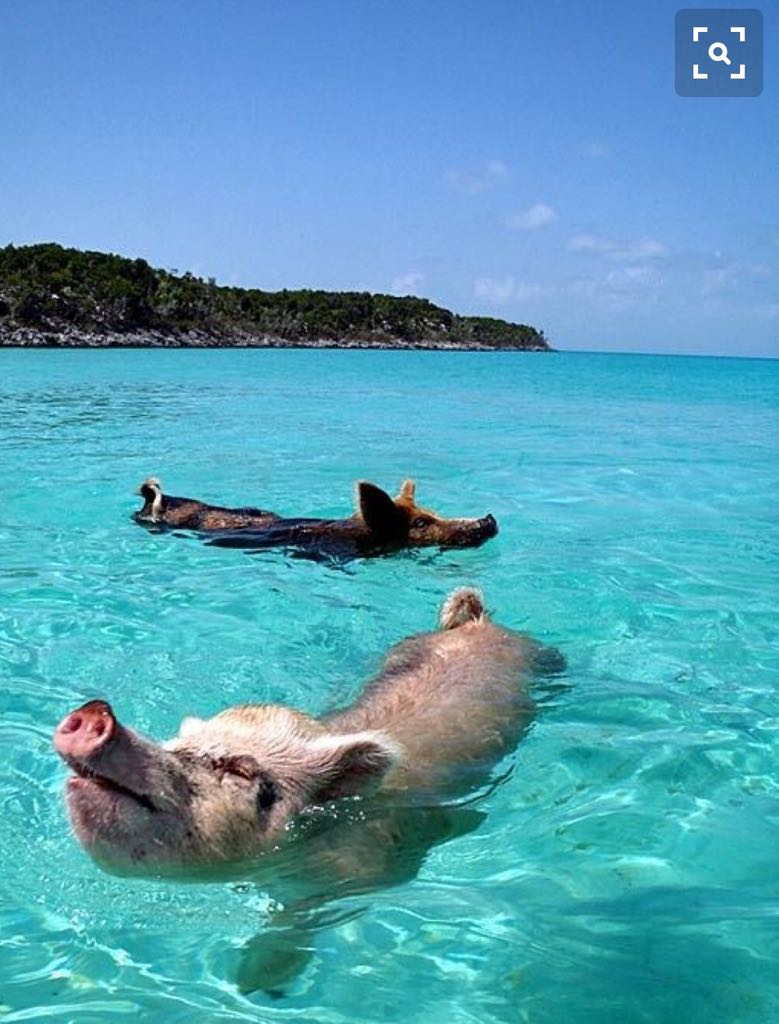 Cazador Mexicano: Increíble marranos alzados nadando en el mar, solo ...