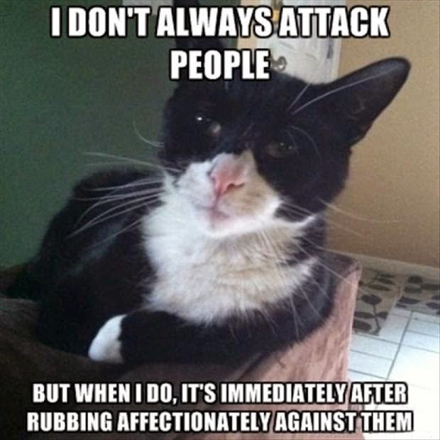 Cute Cat and Funny Cat: I don't always attack people. But when I do, it ...