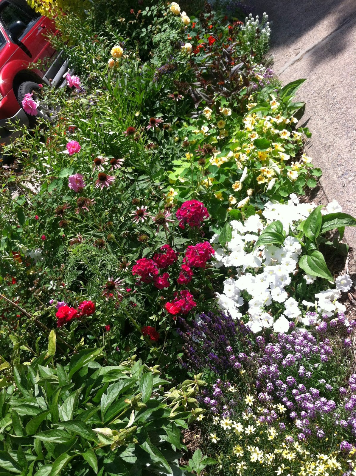 I Love My Garden: Reminiscing on Last Summer