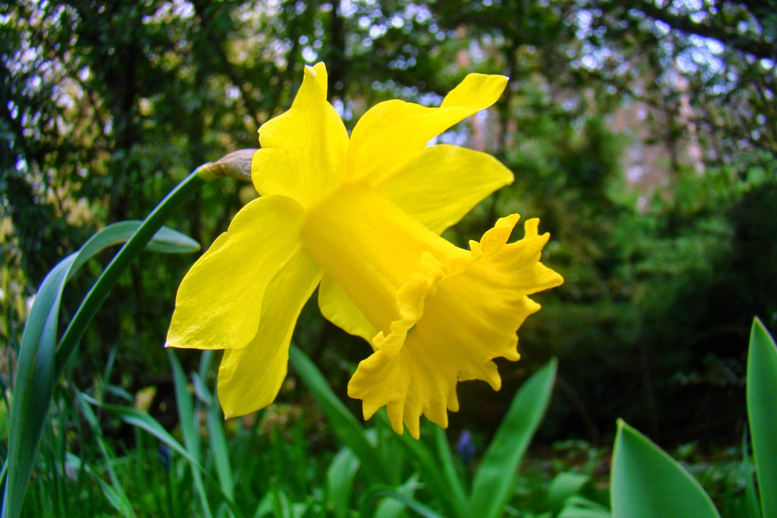 EL I.E.S. "NUEVE VALLES" GRECOLATINO: NARCISO / Narcissus pseudonarcissus