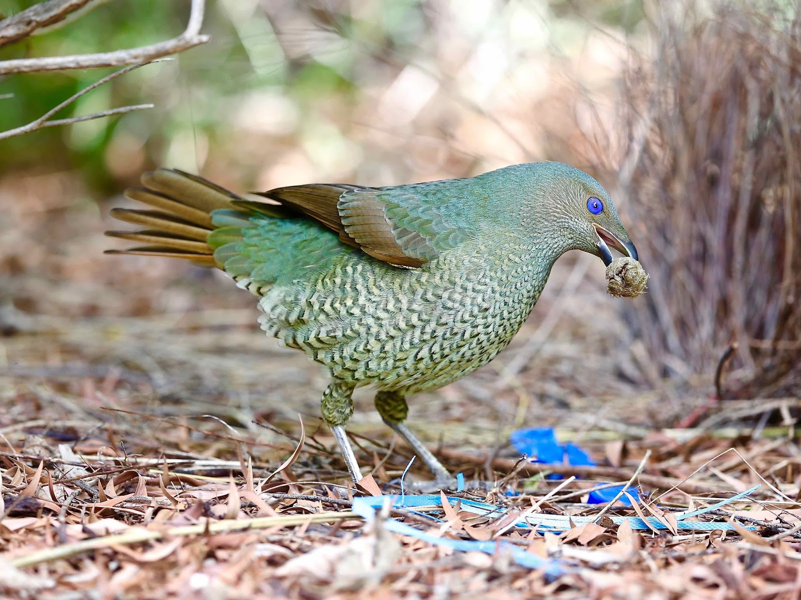 Avithera: Satin Bowerbirds