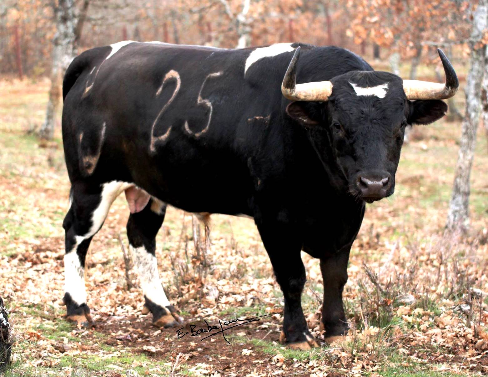 Toreo en Red Hondo: PINTAS DEL TORO DE LIDIA (7): GIRÓN Y FALSO GIRÓN