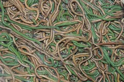 CACING LAUT | Siklus Hidup, Peran, Reproduksi dan Jenis yang Dapat di ...