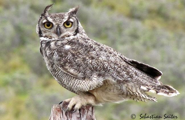 Bitacora de mi Chile: Aves de Chile: Buho Tucúquere