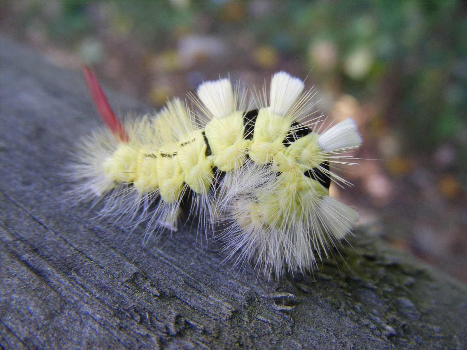 21stcenturynaturalist: Punk Moth