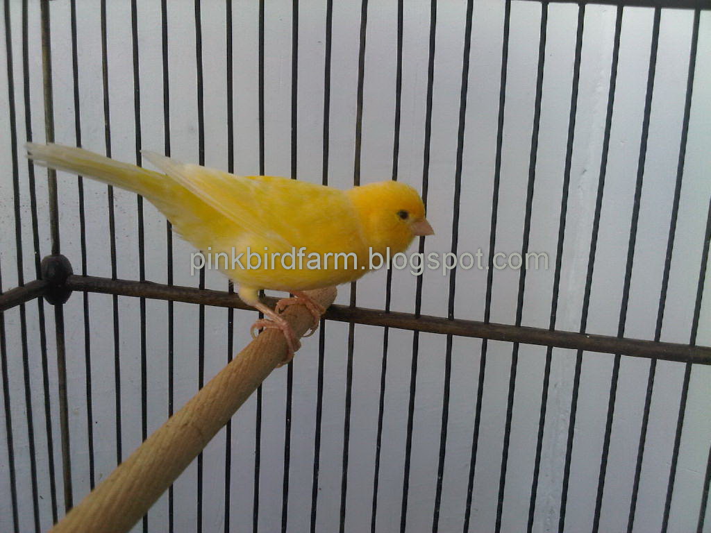 KENARI JANTAN | PINK BIRD FARM