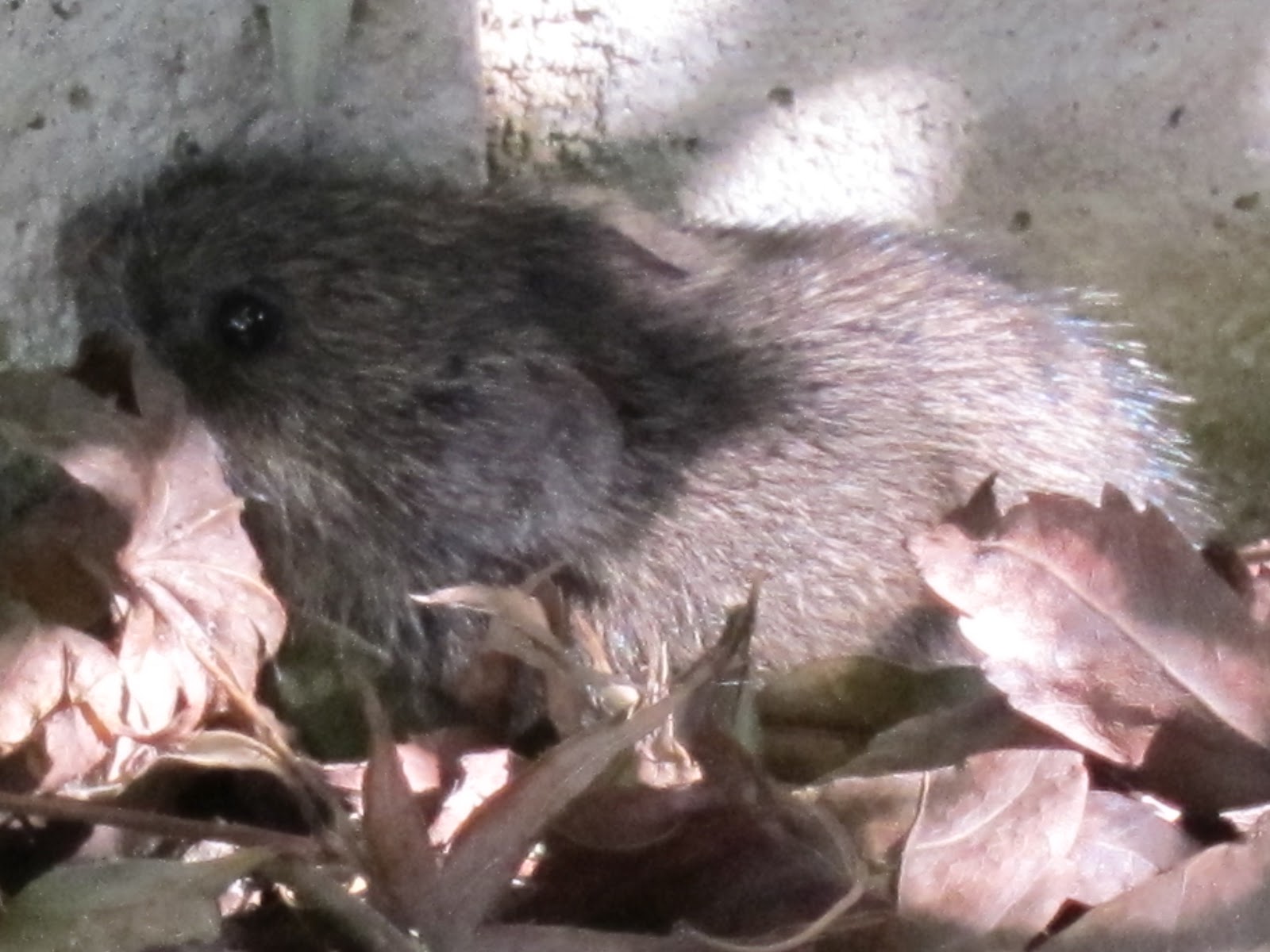 Gardening with the Fairies, Part II • Lianne Downey