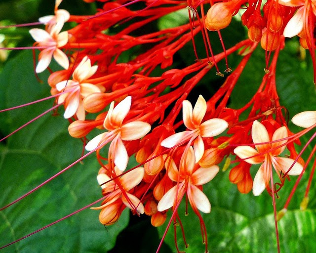 Bunga Pagoda Obat Ambeien Alami: Bunga Pagoda Obat Ambeien Alami