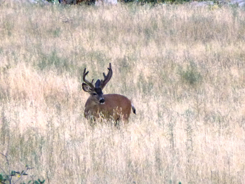 Pictures of Southern California Wildlife