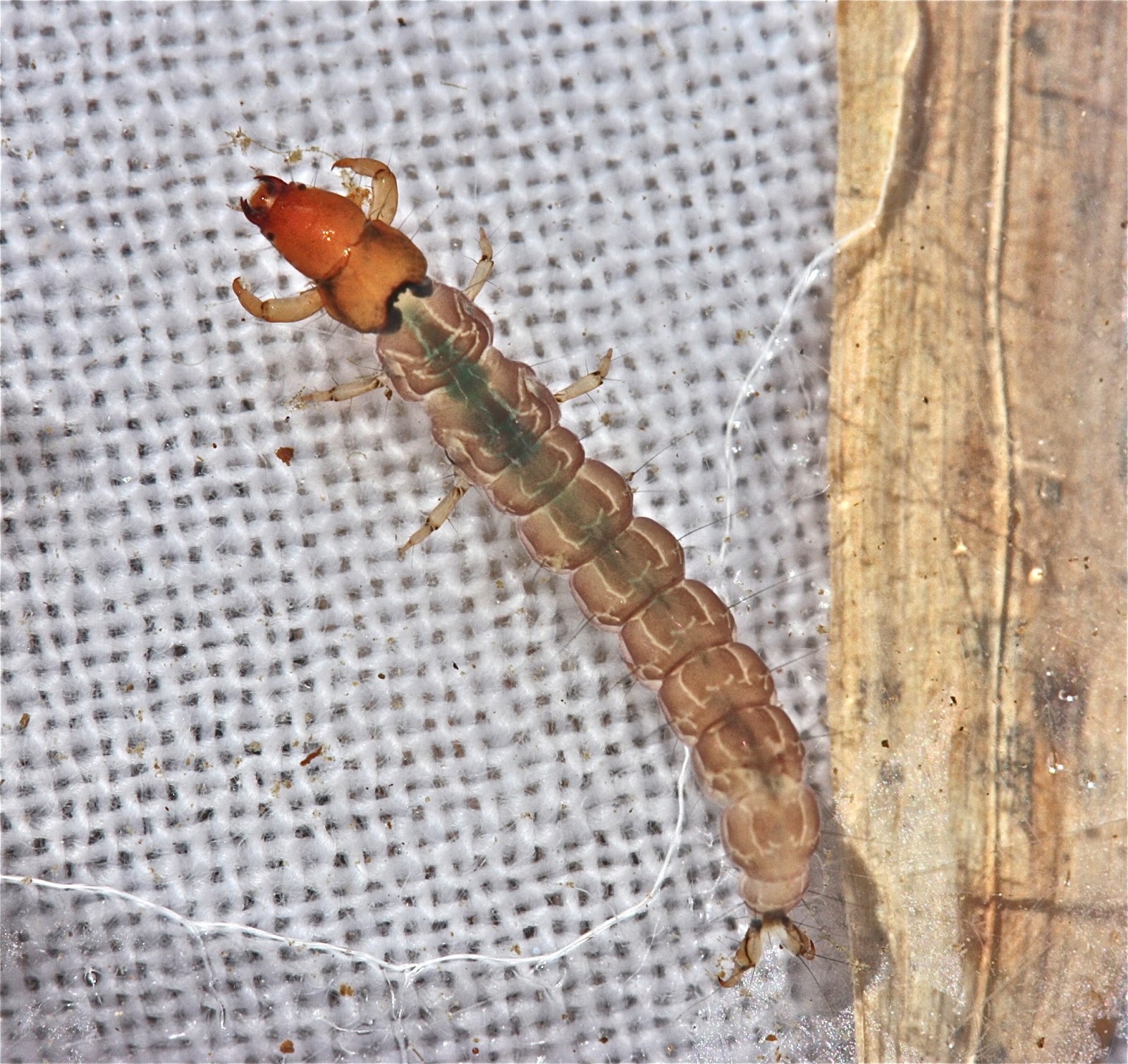 Aquatic Insects of Central Virginia: One down: the Free-living ...