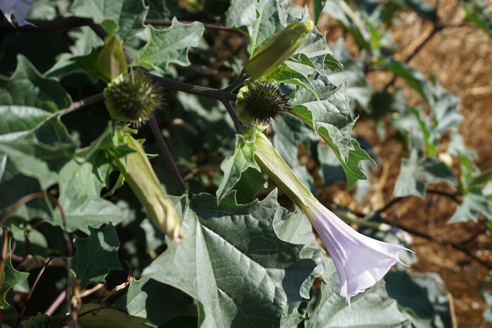 Plantas de Huerta Otea, Salamanca: Estramonio, semilla del diablo ...