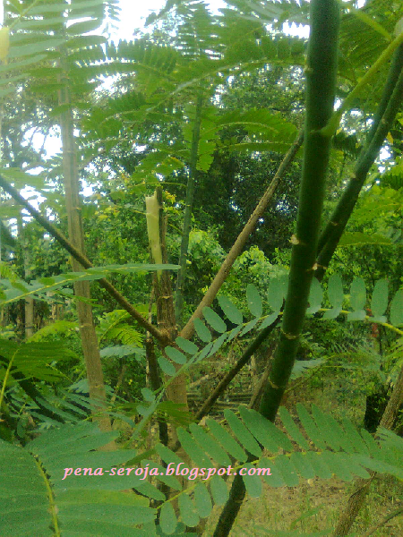Pena Seroja: POKOK TURI