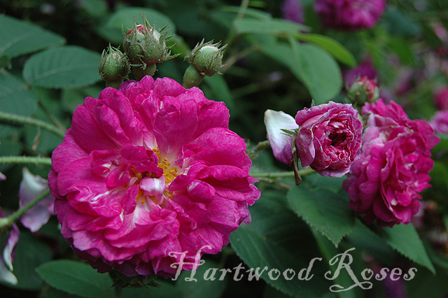 Hartwood Roses: Flowers on Friday ... Full Bloom in a Friend's Garden