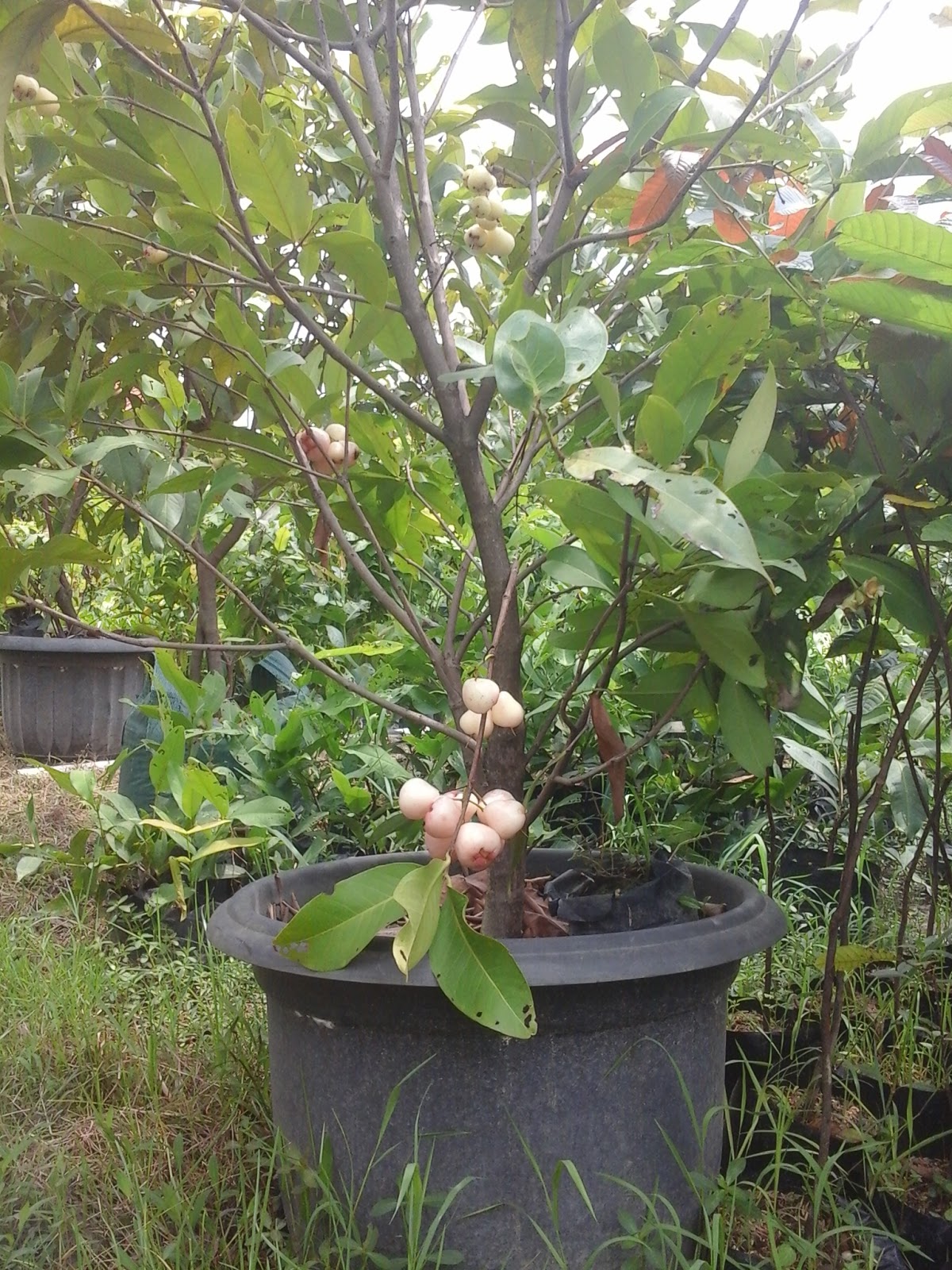 Dhelta Jual Bibit Buah: Jambu Air (Syzygium aqueum)