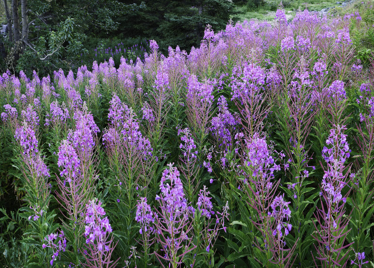 Jim Cox Photos: Fireweed