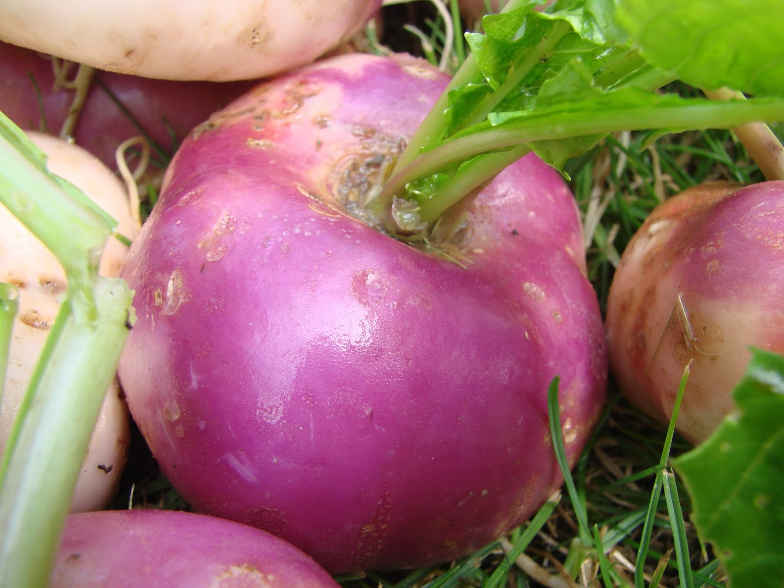 Au jardin d'Aurore: Le navet